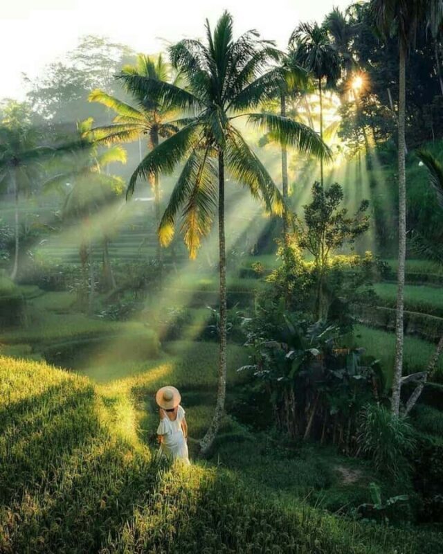 Ubud: Private Tour with Gunung Kawi Temple & Waterfall - Who Will Love This Tour?