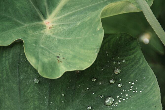 Ubud private tours - Authentic Feedback and Highlights