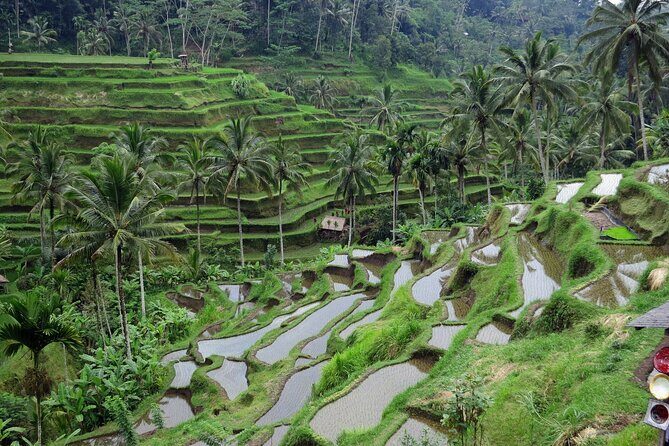 Ubud private tours - Who Is This Tour Best For?