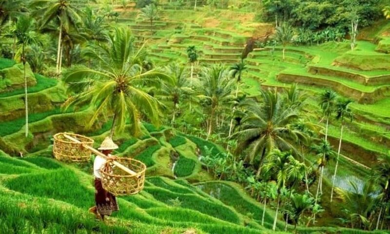 Ubud: Rice Planting, Coconut Oil Class and Waterfall - Analyzing the Value
