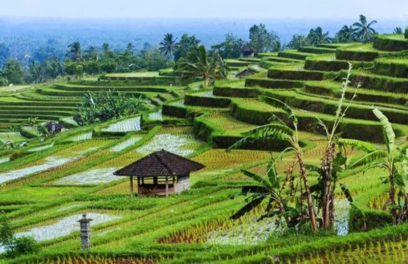 Ubud: Rice Planting, Coconut Oil Class and Waterfall - The Bottom Line