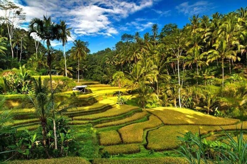 Ubud: Rice Planting, Coconut Oil Class and Waterfall - FAQs