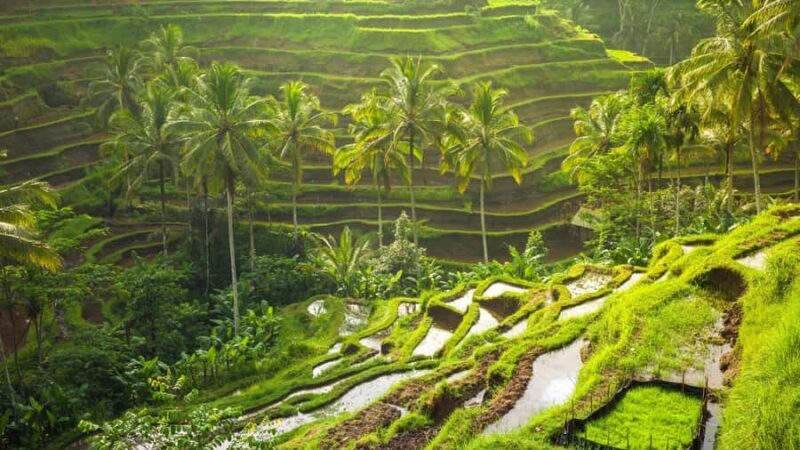 Ubud: Rice Terrace, Holy Water Temple & Waterfalls Trek Tour - Key Points