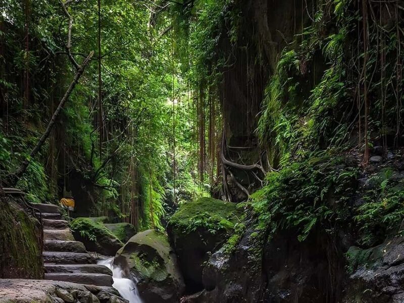 Ubud: Rice Terrace, Monkey Forest, Temple, & Waterfall - The Value of This Tour