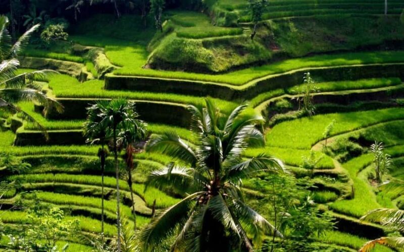 Ubud: Rice Terrace, Waterfall, & Elephant Cave - Key Points