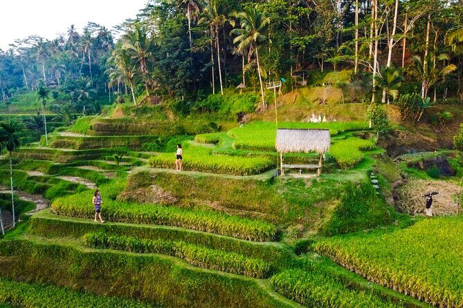 Ubud Rice terrace,Zip-line and waterfall - Key Points