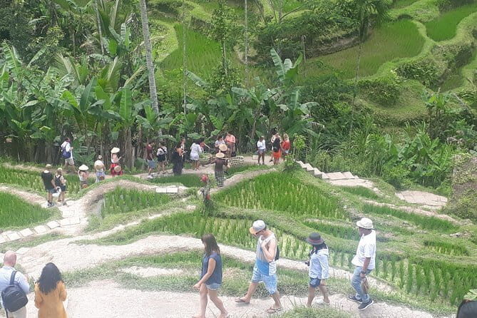 Ubud Romantic Floating Lunch Jungle Swing and Waterfall - An In-Depth Look at the Tour Itinerary