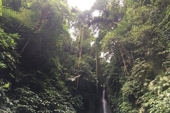 Ubud-Sanur to Menjangan area - Who Would Love This Tour?