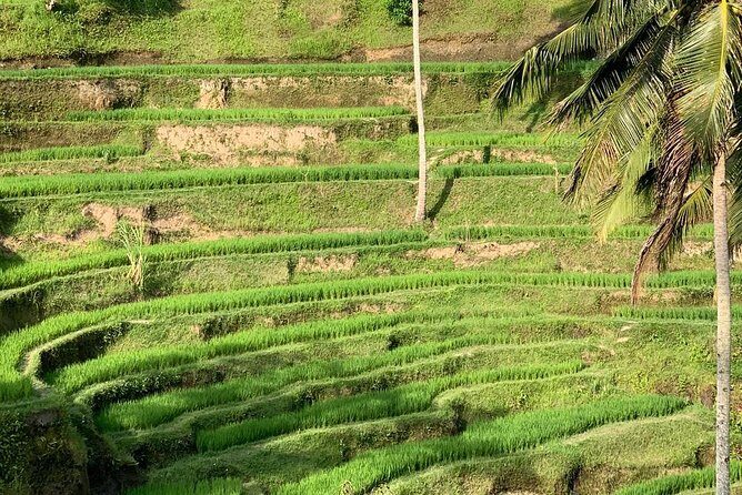 Ubud Shared Tour: Ubud Waterfalls, Tegalalang & Holy Water Temple - FAQ