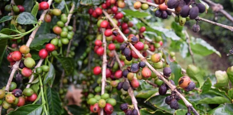 Ubud: Silver Jewelry and Coffee Tasting - Logistics & Practicalities