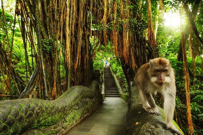 Ubud Skip the line Monkey Forest Sanctuary Ticket and Guided Tour - A Closer Look at the Ubud Monkey Forest Experience