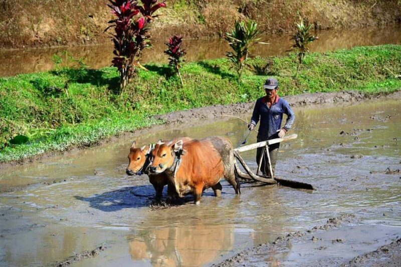 Ubud: Sunrise Rice Terrace Trek, Water Temple & Offering - The Sum Up