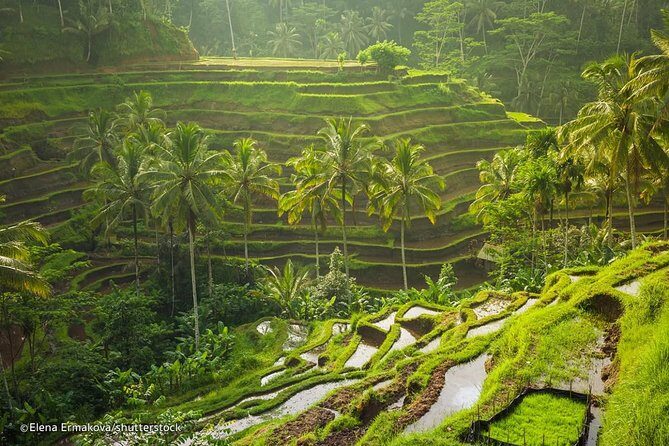 Ubud Surounding Tour - An In-Depth Look at the Ubud Surrounding Tour