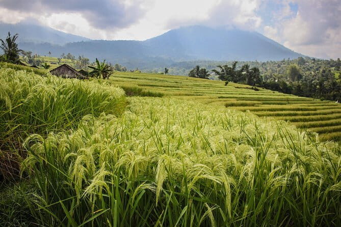 Ubud Swing, Rice Terrace and Waterfall Highlights Tour - Practical Details and Value