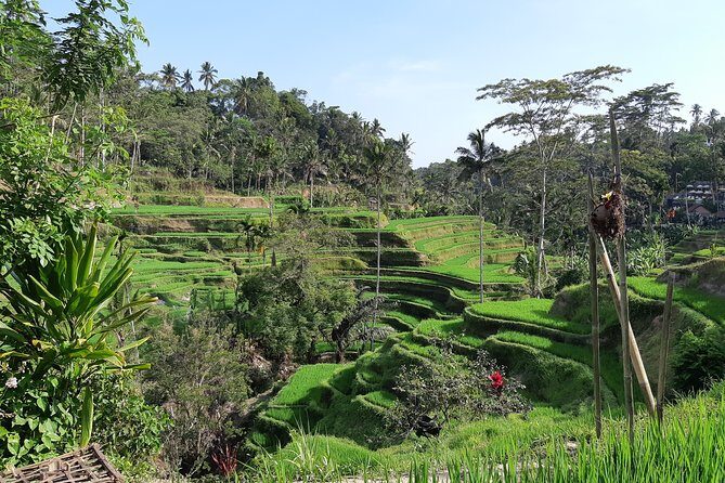 Ubud Swing, Water Temple and Waterfall Tour - Exploring Balis Natural and Cultural Gems in One Day