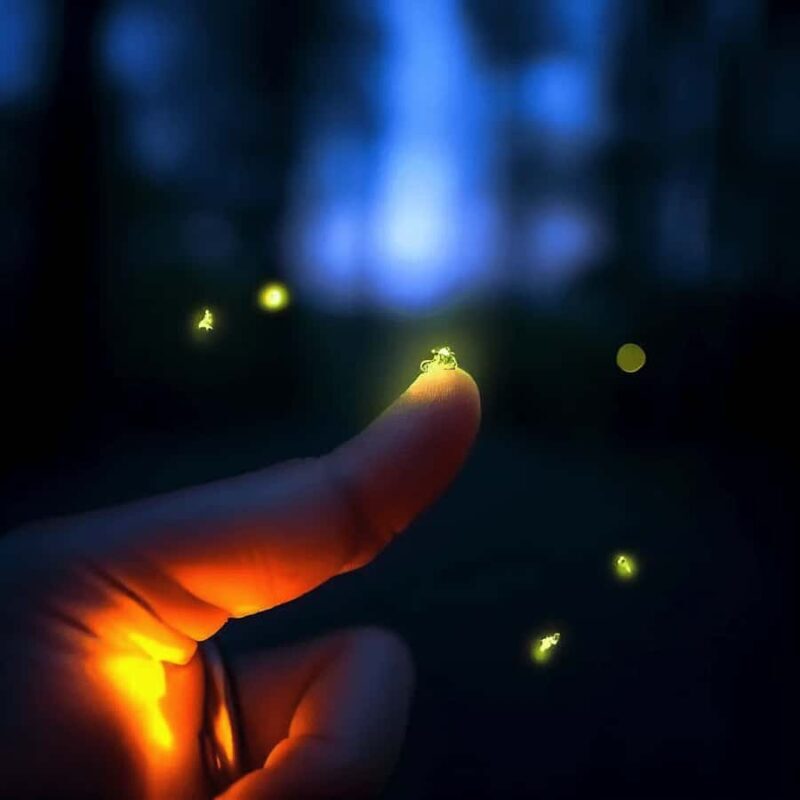 Ubud: Taro Village Firefly Excursion with a Vegetarian Meal - An In-Depth Look at the Tour Experience