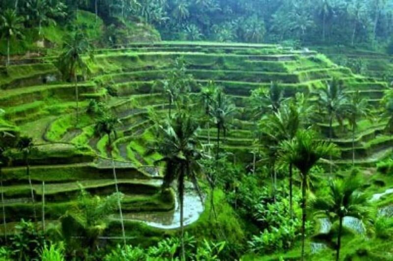 Ubud: Telaga Waja Temple, Waterfalls- Mancingan Rice Terrace - Authenticity and Reviews: What Travelers Say
