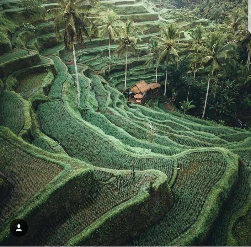 Ubud: Tirta empul temple, Rice terrace and Waterfall - Final Thoughts