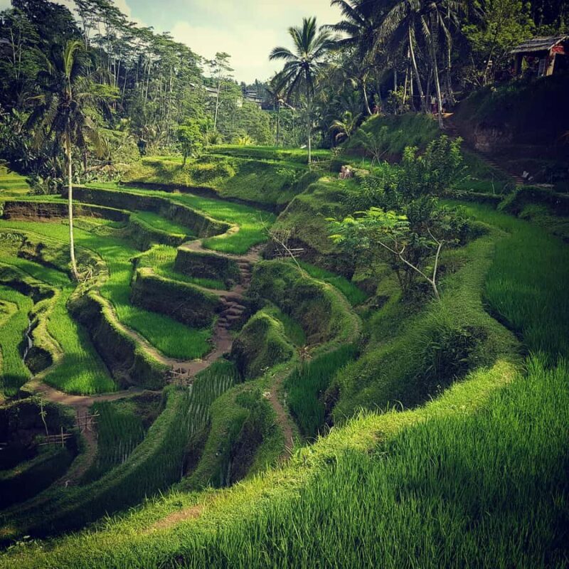 Ubud Top tour in a day - Final Thoughts