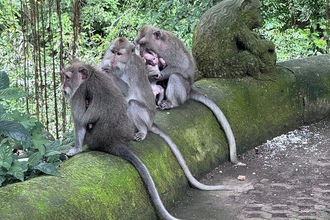 Ubud Top Tours to Discover Balis Cultural and Natural Wonders - What You’ll Experience