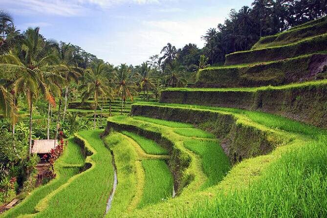 Ubud Tour - Best of Ubud - All Inclusive - Value and Practicality
