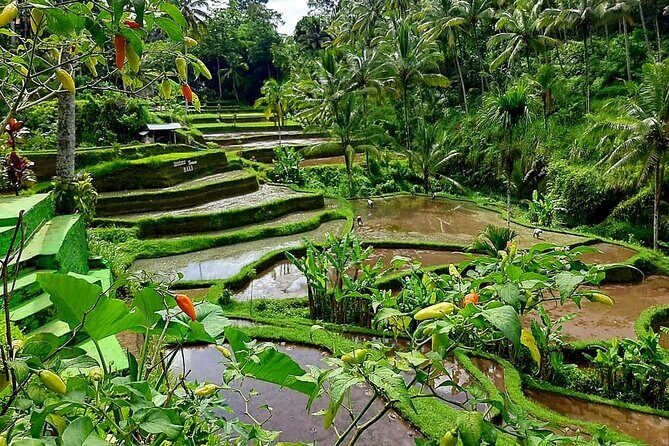 Ubud Tour - Best Of Ubud With Jungle swing - All Inclusive - The Practical Details