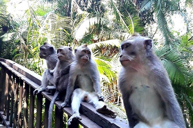 Ubud Tour - Best Of Ubud With Jungle swing - All Inclusive - Who Should Consider This Tour?