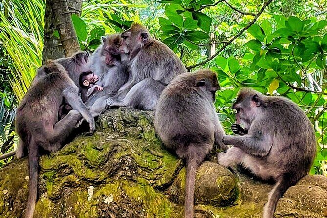 Ubud Tour - Highlight of Ubud - Traditional Tour - The Sum Up