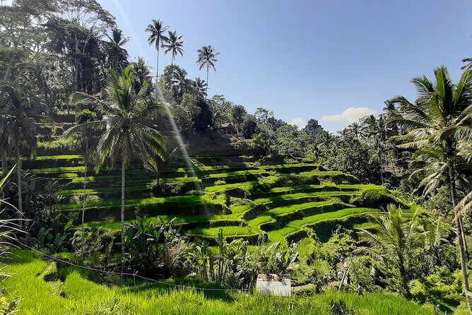 Ubud Tour - Highlights of Ubud - Key Points