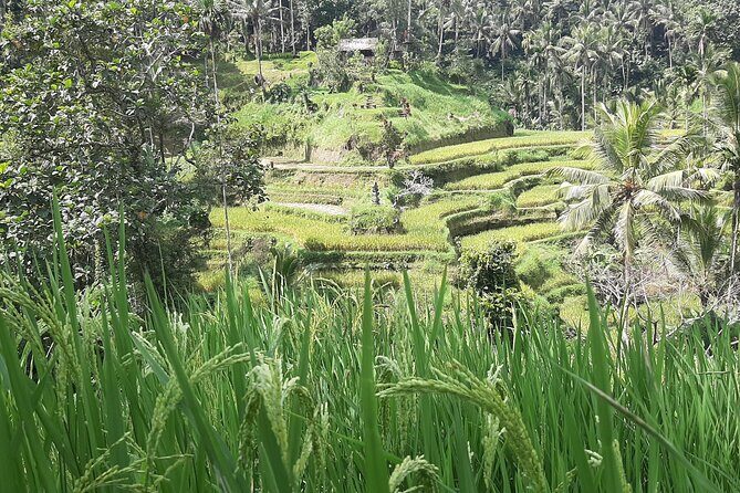 Ubud Tour - Highlights of Ubud - Final Thoughts