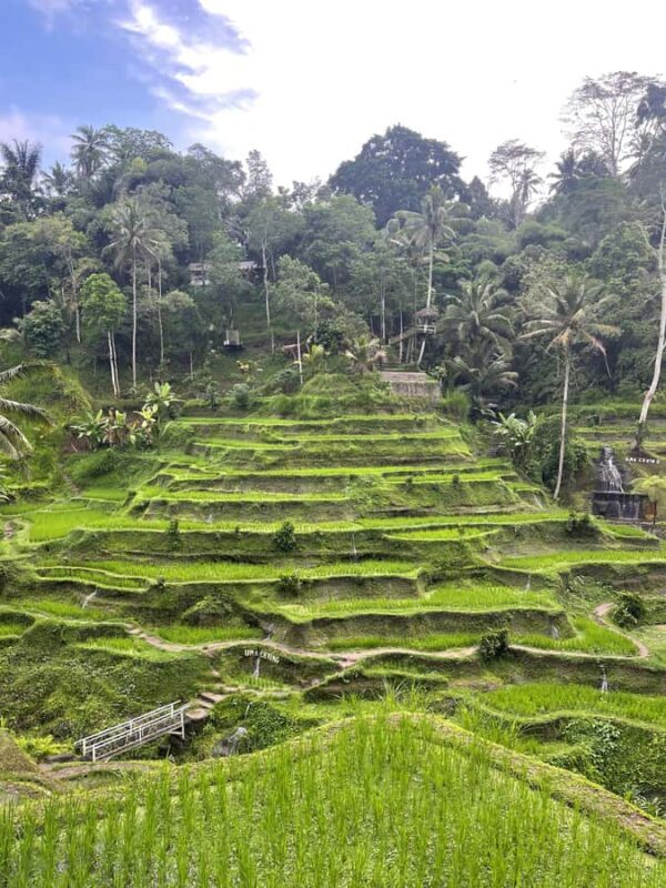 Ubud Tour Include Ticket Monkey Forest Rice Terrace and more - Key Points