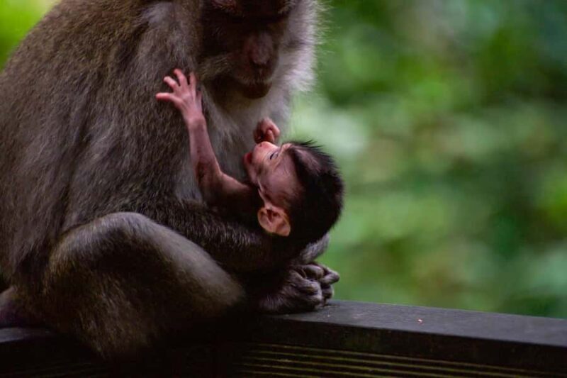 Ubud Tour Include Ticket Monkey Forest Rice Terrace and more - The Value of This Experience