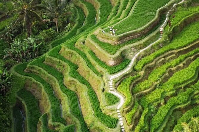 Ubud Tour: Monkey Forest, Rice Terrace, Waterfall, Water Temple - Key Points