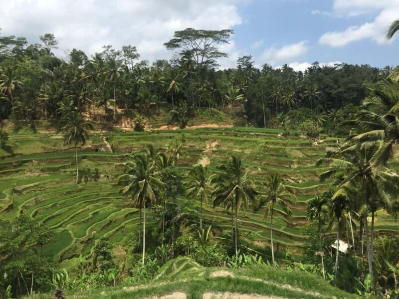 Ubud Tour Monkey Forest Rice Terraces Bali Swing Tirta Empul - The Convenience of a Private Guide and Transport