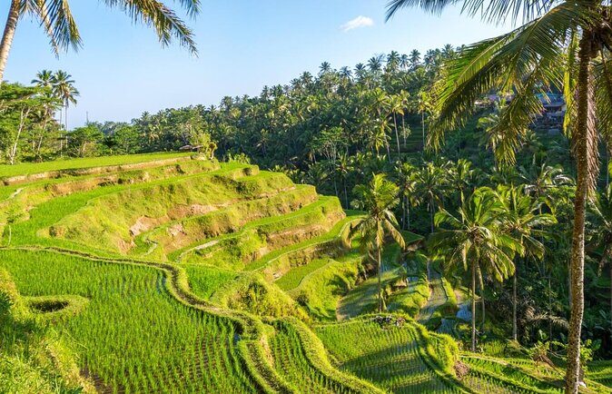 Ubud Tour: Monkey forest, rice terraces, temple, waterfall - Key Points