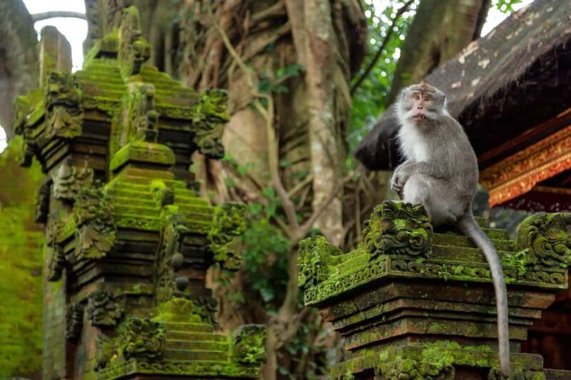 Ubud Tour: Monkey Forest, Water Temple & Jungle Club Fun Day - Key Points