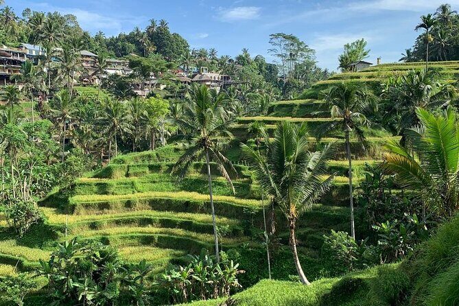 Ubud Tour Sacred Temple Waterfall Rice Terrace and Art Village - Ubud Tour Sacred Temple Waterfall Rice Terrace and Art Village