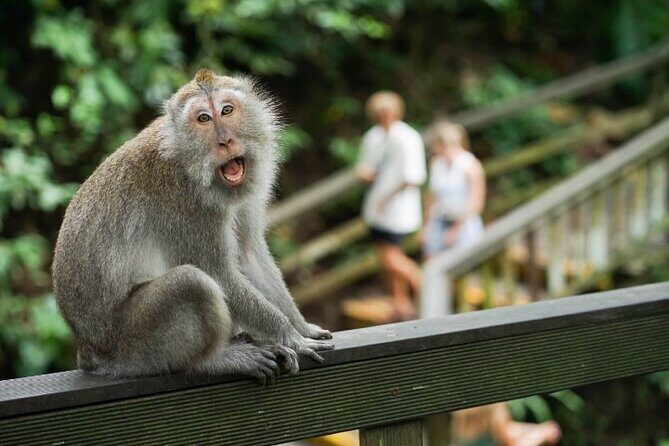 Ubud Tour: Waterfall, Sacred Temple, Rice Terrace, Monkey Forest - FAQ