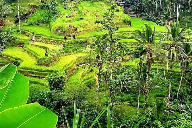 Ubud Tour with all includes - Authenticity, Value, and Traveler Reviews