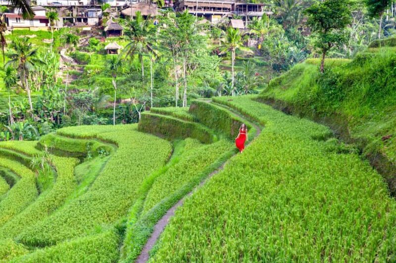Ubud Tour with Optional English, Spanish and Italian Guide - Key Points
