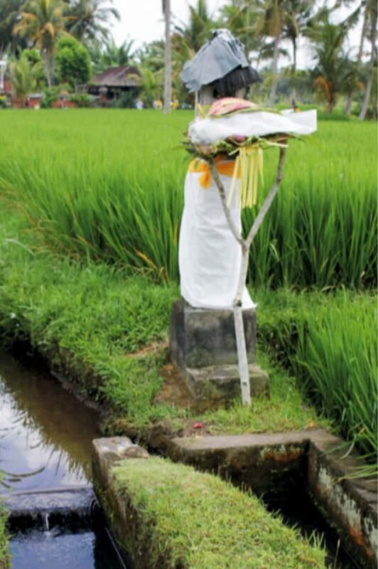 Ubud: Traditional Rice Farming Experience - Key Points