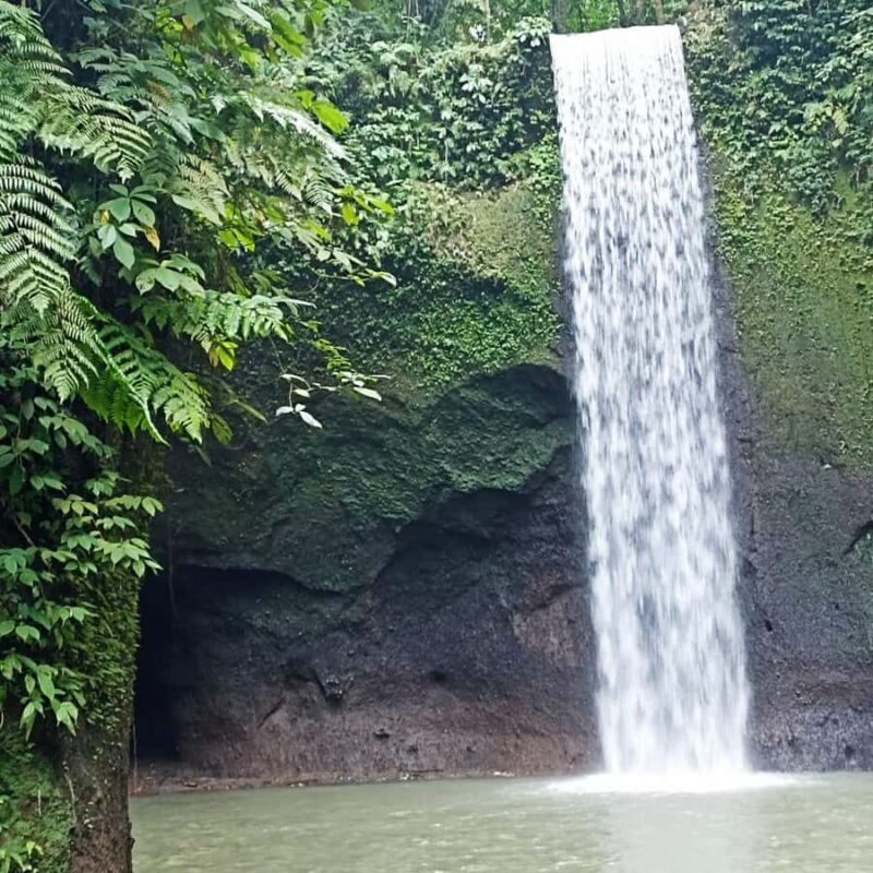 ubud trip monkey forest sanctuary - FAQ