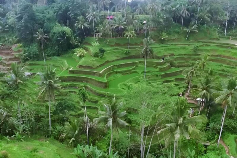 Ubud Village, Waterfall and Kintamani Volcano Private Tour - An In-Depth Look at the Tour