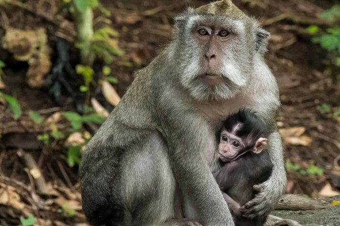 Ubud Village, with Rice Terrace And Waterfall Visit - Discover Why Ubud Is Bali’s Cultural Heart