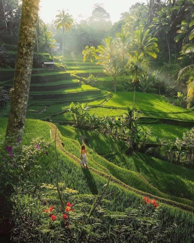 Ubud: Water Temple, Waterfalls and Rice Terrace Day Trip - Introduction to the Ubud Water Temple, Waterfalls, and Rice Terrace Tour