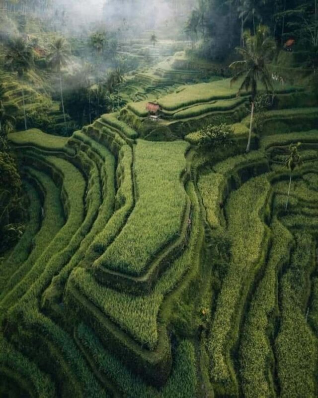 Ubud: Water Temple, Waterfalls and Rice Terrace Day Trip - Who Should Consider This Tour?