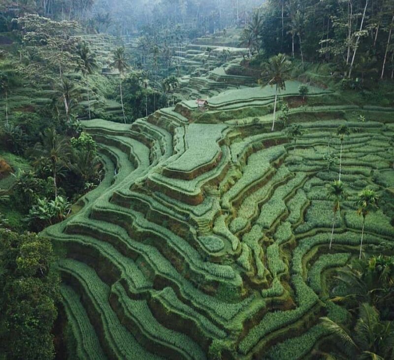 Ubud: Waterfall, Holy Water Temple,Swing&coffee plantation - Key Points