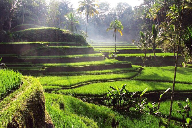 Ubud: Waterfall, Rice Terraces, and Monkey Forest Private Tour - Who Should Consider This Tour?