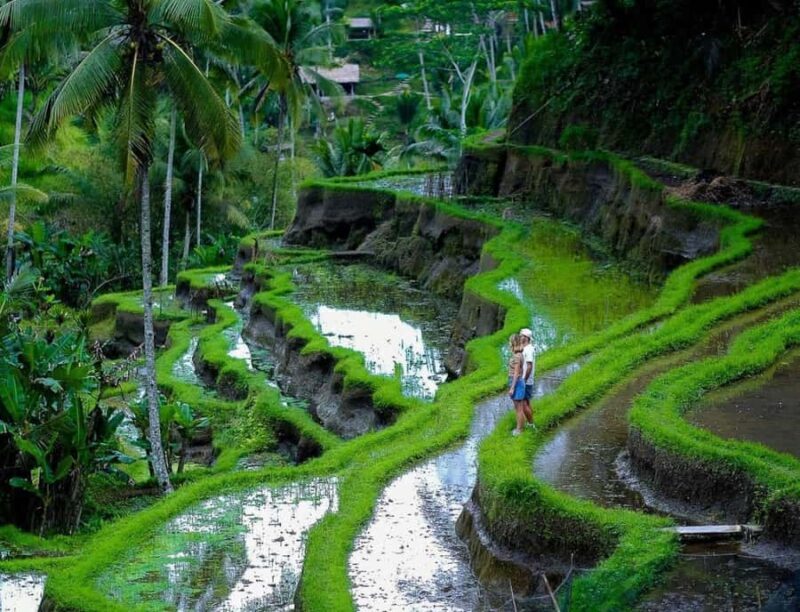 Ubud: Waterfall, Ricefield, Purification Ritual Private Tour - FAQs