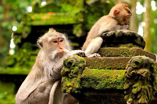 Ubud Waterfall Tour - An Introduction to the Itinerary